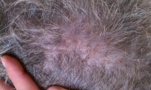 Problemas de la piel en los Schnauzers » SCHNAUZERPEDIA